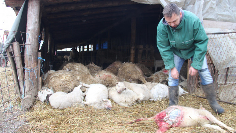 Psi lutalice počinili pokolj na imanju Željka Blagojevića: Čopor ...