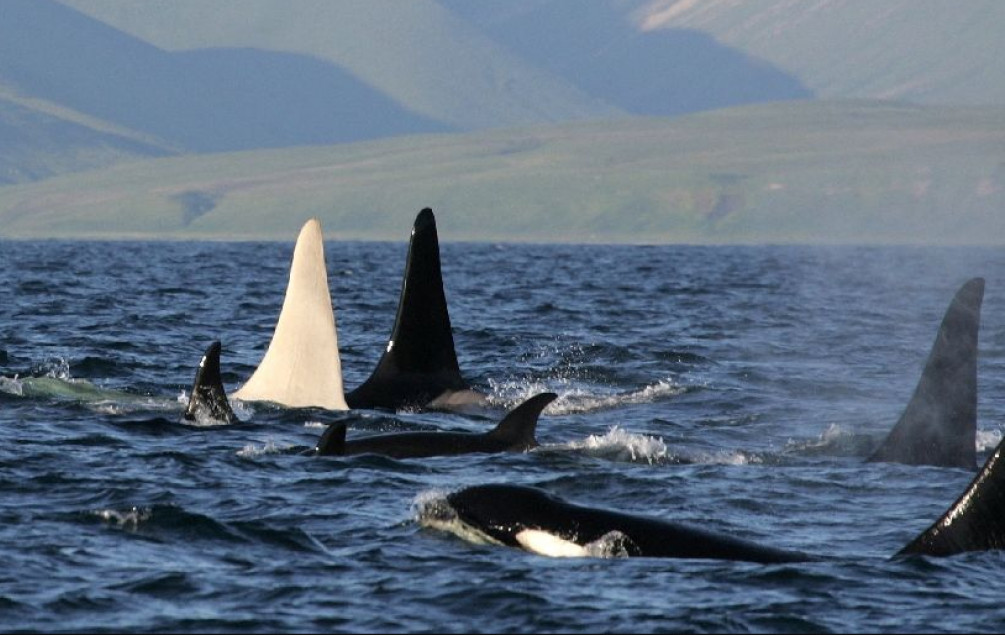 "Kitovi ubice" napali jedrilice na sjeveru Španije - BH Reporter